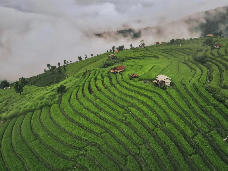 Travelwise Chiang Mai Pa Pong Rice Terraces Tour ⭐️⭐️⭐️⭐️⭐️