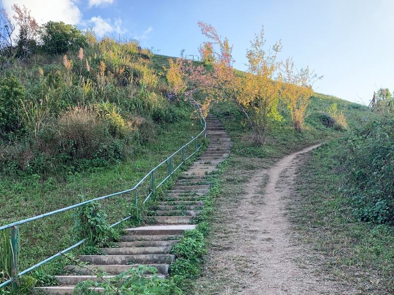Travelwise Chiang Mai Phu Chi Fa Sunrise Tour ⭐️⭐️⭐️⭐️⭐️